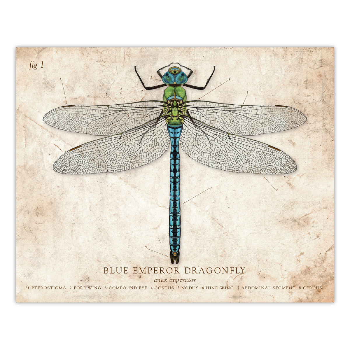 Blue Emperor Dragonfly - Scientific Illustration Print - 8x10 or 16x20 ...